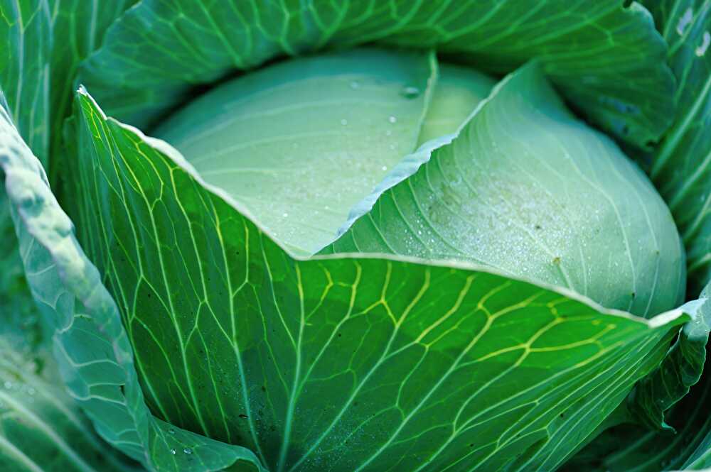 Les recettes avec du chou vert - RecettesMania